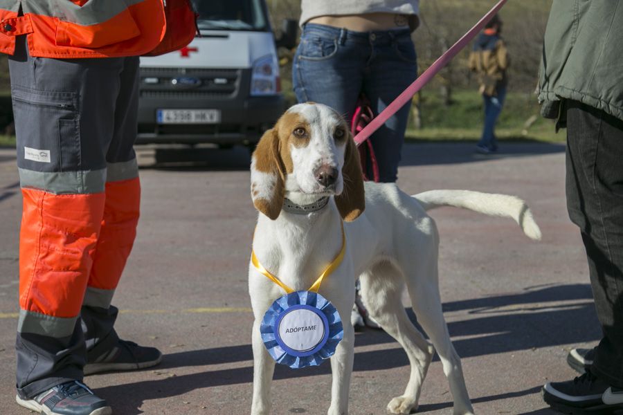 Corredores y perros unidos en la II Dog Race de Villar de los Barrios