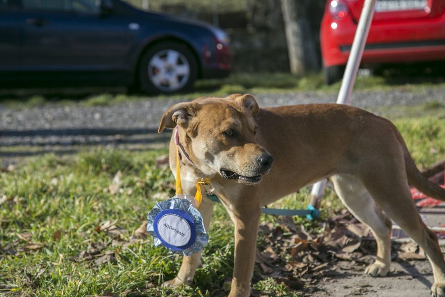 Corredores y perros unidos en la II Dog Race de Villar de los Barrios