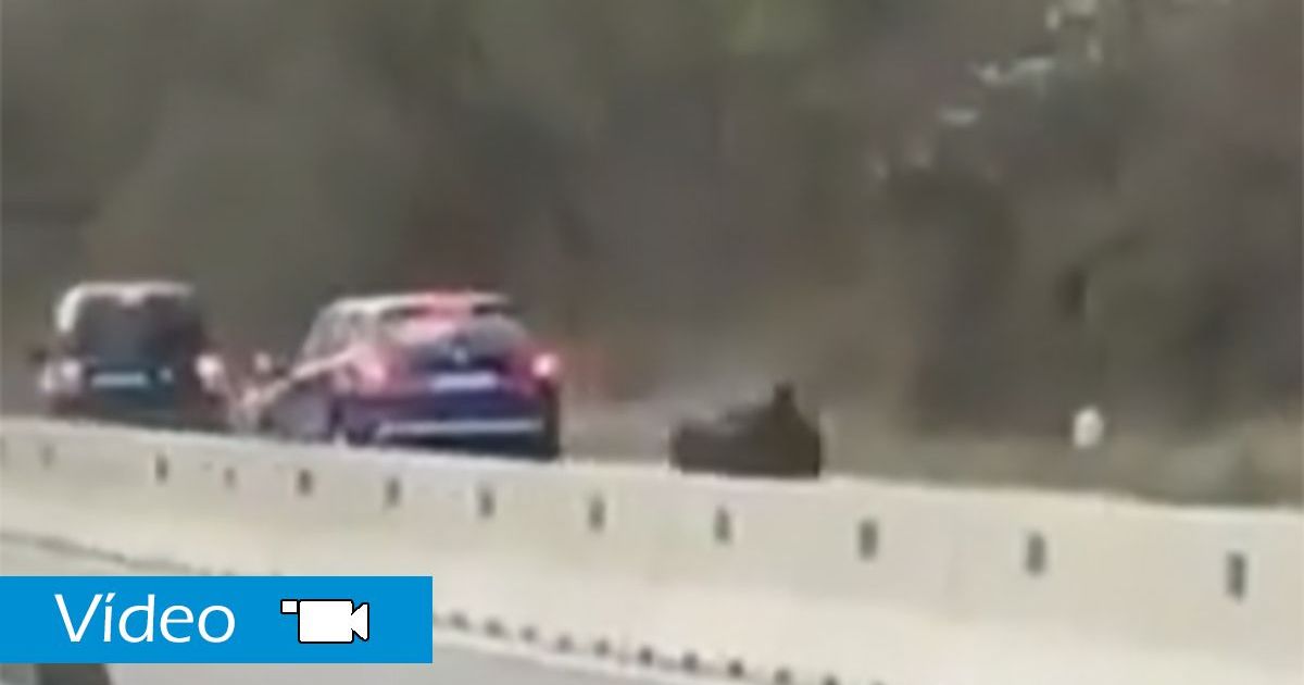 El vídeo viral de un atropello a un oso en la autopista entre León y ...