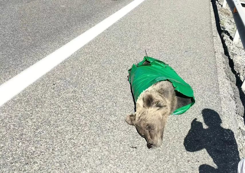 La FOP reclama elevar y mejorar los vallados tras 2 atropellos a osos ...