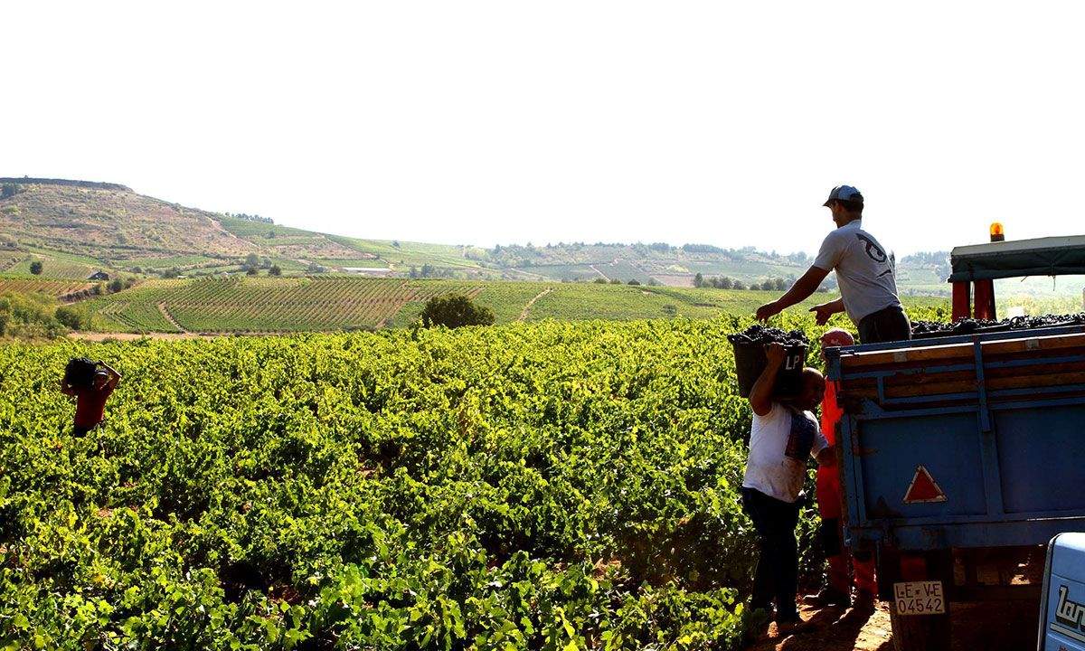 La Guía Peñín reconoce el vino DO Bierzo entre los mejores de España