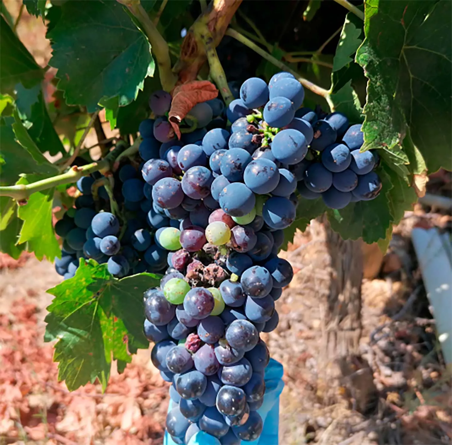 Alertan de un aumento de la Polilla del racimo en los viñedos del Bierzo