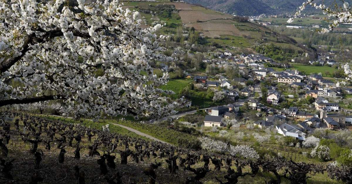 El espectáculo de la floración de los cerezos sin ir a Japón: Sakura en ...