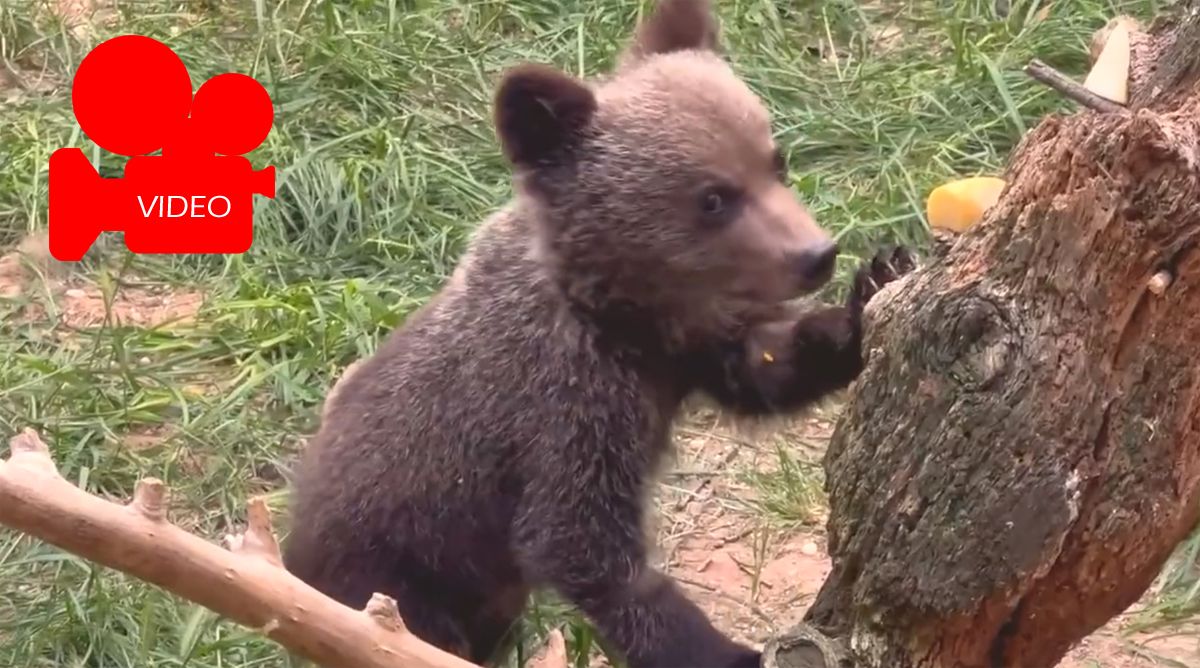 Así ha salvado la vida el osezno hallado en Igüeña tras 10 días de ...