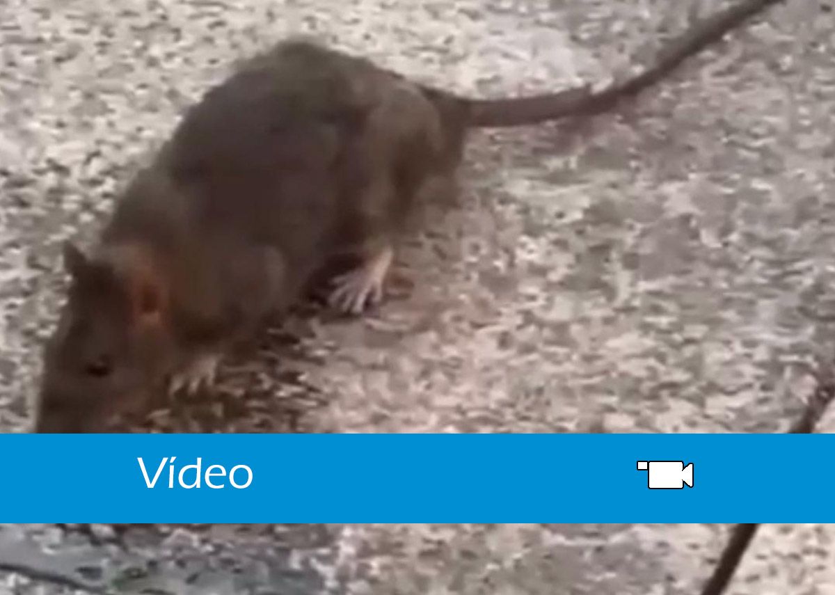VÍDEO | Graban a una rata 'paseando' por la Plaza del Ayuntamiento de ...